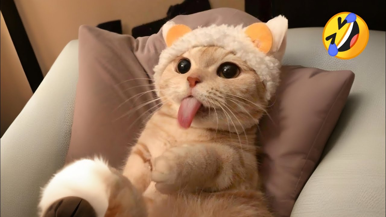 When you have a cats with smooth brain 😻Funny Cat Video of 2024 🥰#1 ...