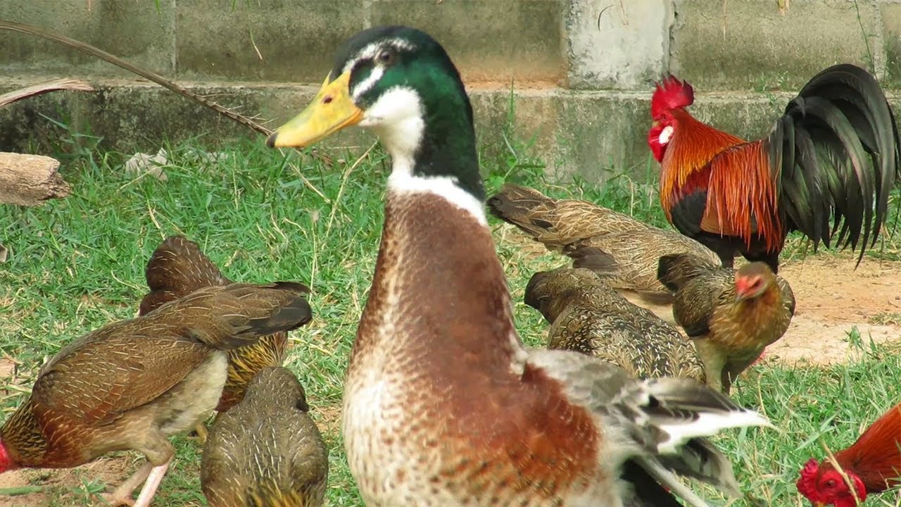 Raising Chickens And Ducks Together In Harmony - YouTube