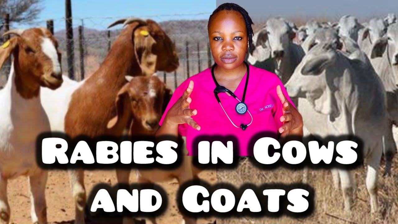 RABIES IN COWS AND GOATS. - YouTube