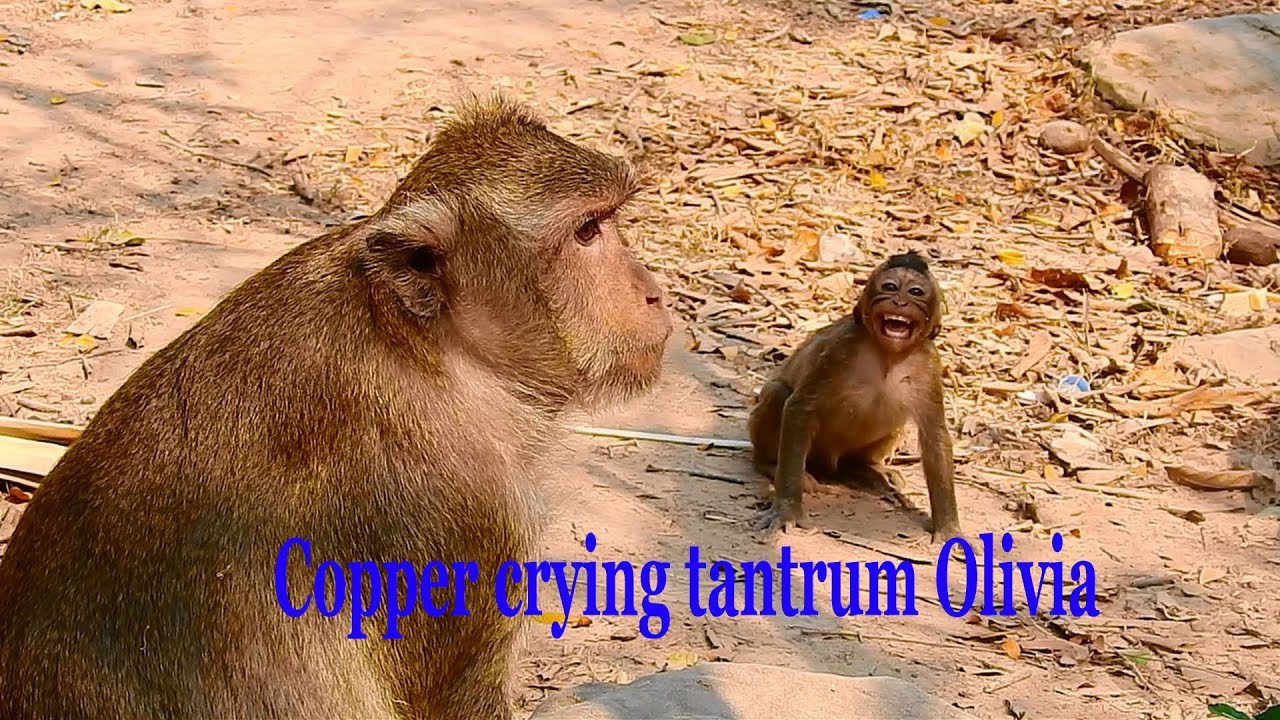 Ohau, Orphan baby Copper super crying tantrum Olivia grooming hard ...