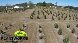 Williams Plant Works Nursery