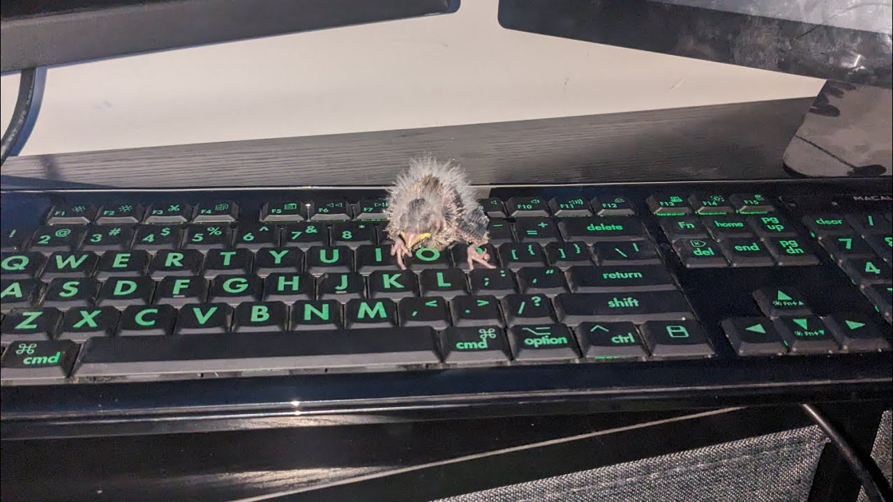 GAMING STUDIO FIRST TOUR! Jeff dead... - YouTube