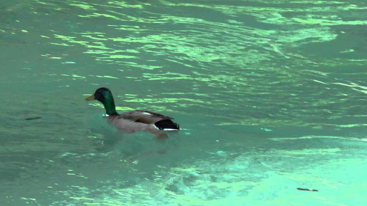 Very fast swiming duck - YouTube