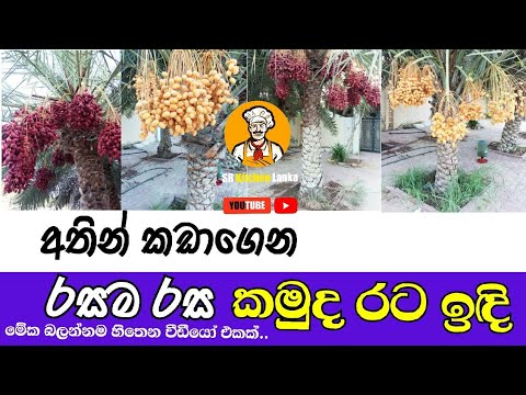 Dubai yamuda rataidi kanna - YouTube