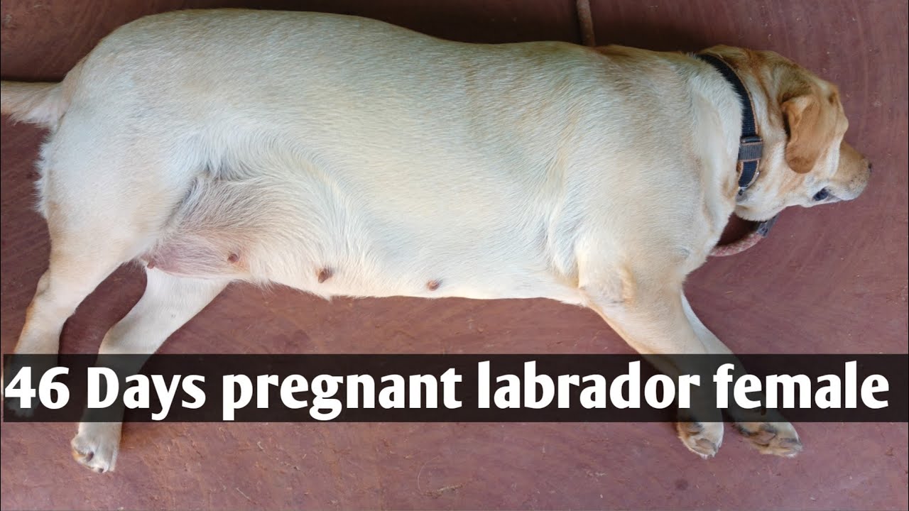 46 days pregnant labrador female - YouTube