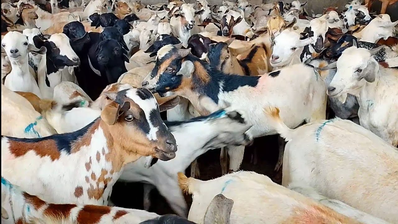 lucky summer slaughter house ( Neema livestock slaughtering and ...