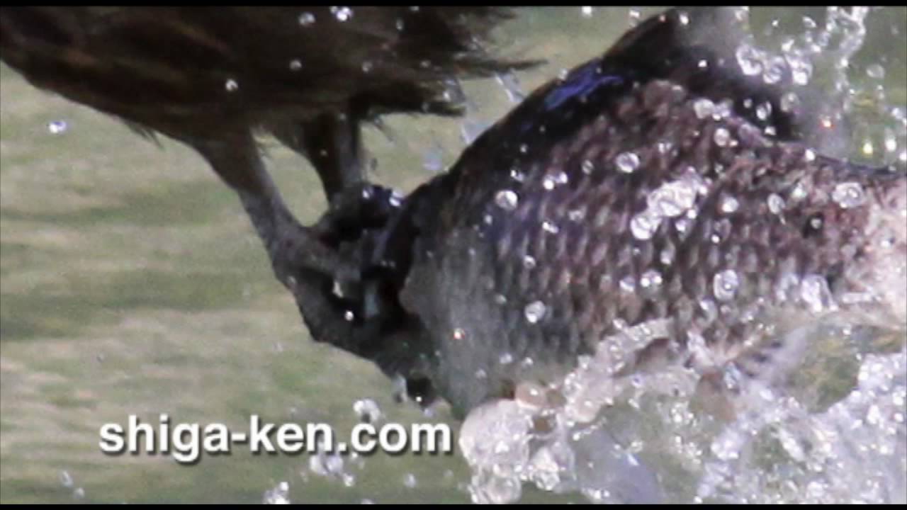 Harie kabata water springs in Shin-Asahi, Takashima, Shiga 針江生水の郷（川端 ...