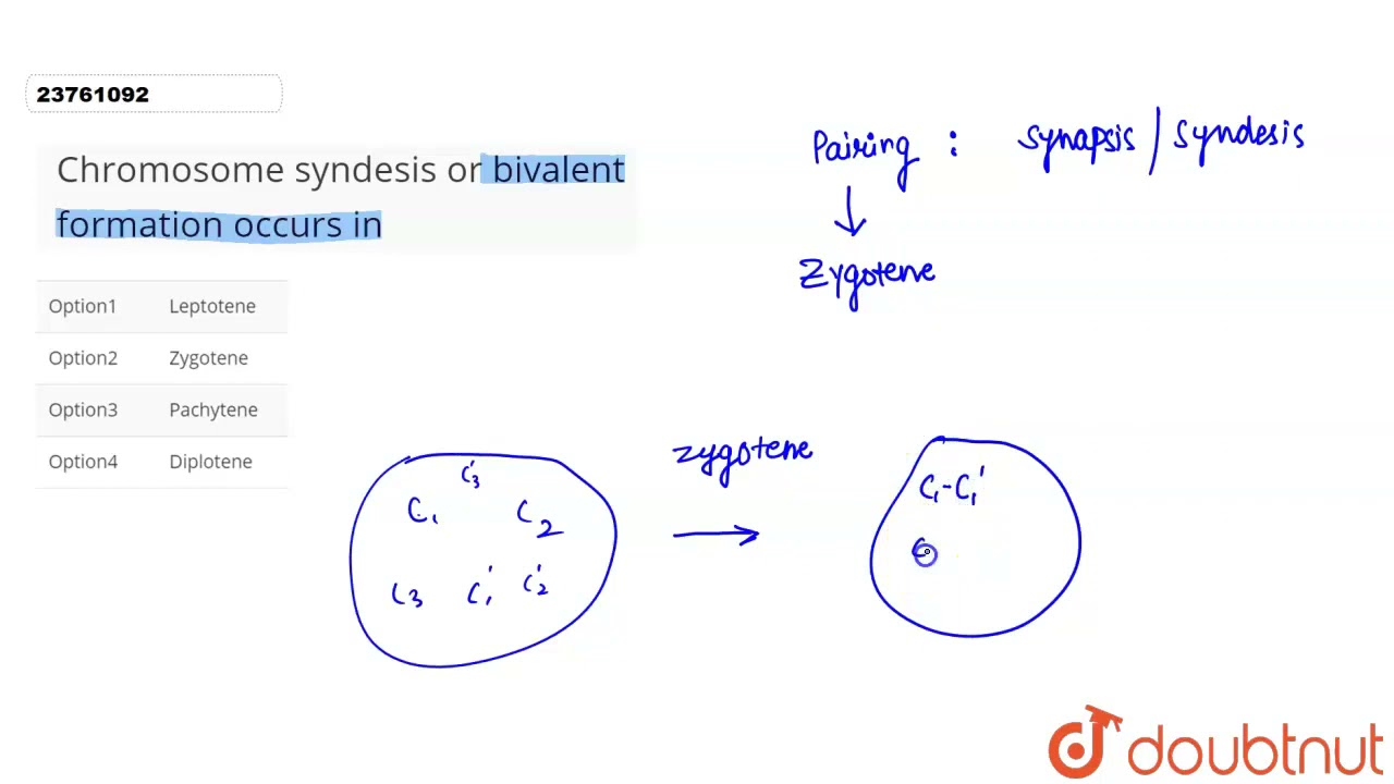 Chromosome syndesis or bivalent formation occurs in | 12 | CELL CYCLE ...