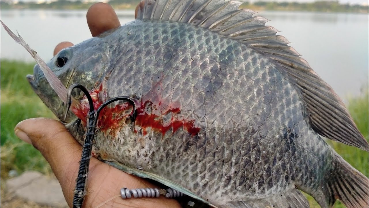 FISH CATCH WITH HOOKS II FISHING VLOG HOW TO CATCH TILAPIA FISH - YouTube