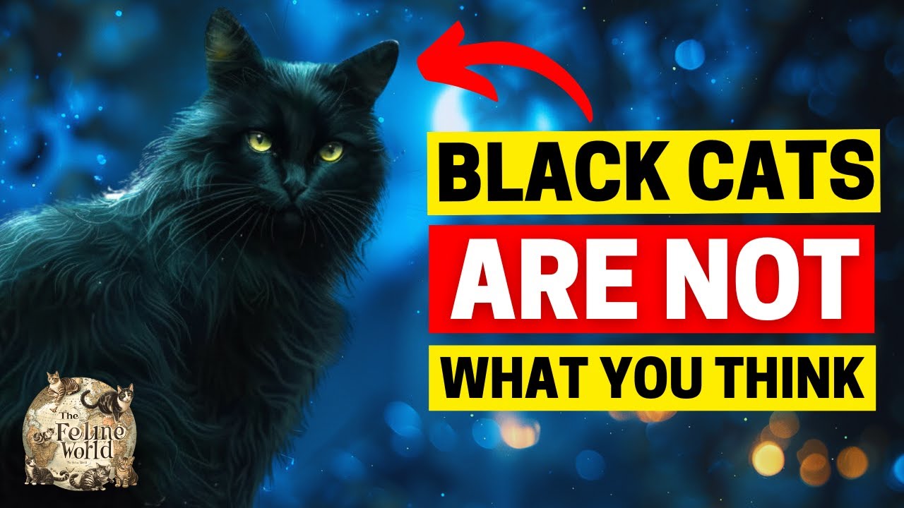 The Truth About Black Cats: 10 Facts That Will Surprise You! - YouTube