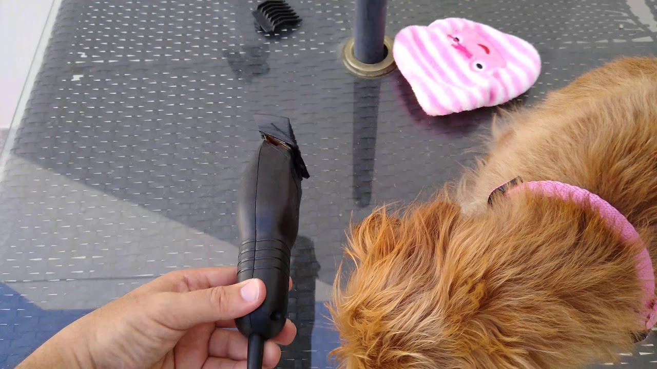 Que hace falta para recortar un perro? - YouTube