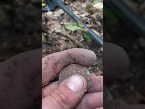 #Detection magnifique Louis XIV en argent en forêt un petit #trésor 😍😍