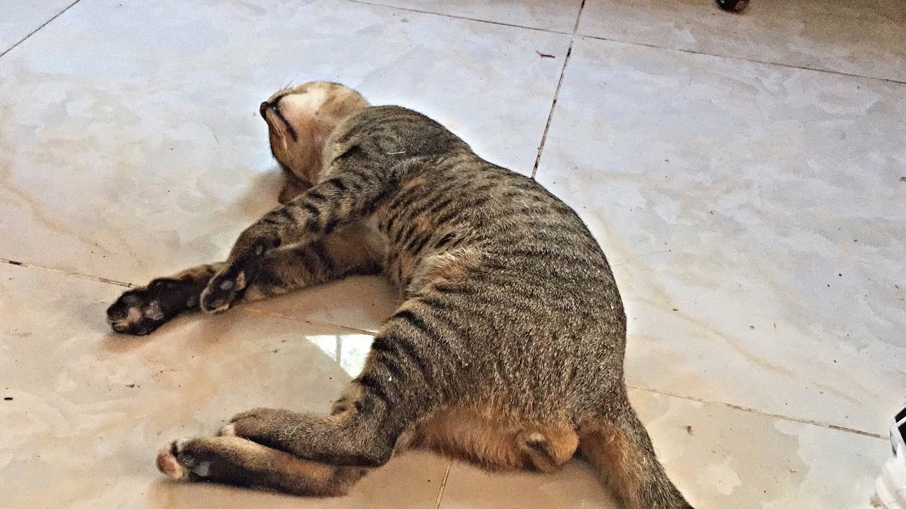 #126 Animal cat | Mrr Cat Sleeping so cute and so smart 2023 | Cat pich ...