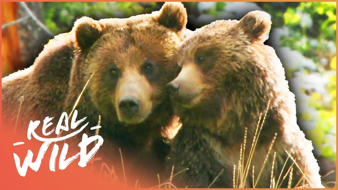 Into The Life Of A Grizzly Bear (Bear Documentary) | Grizzly Country ...