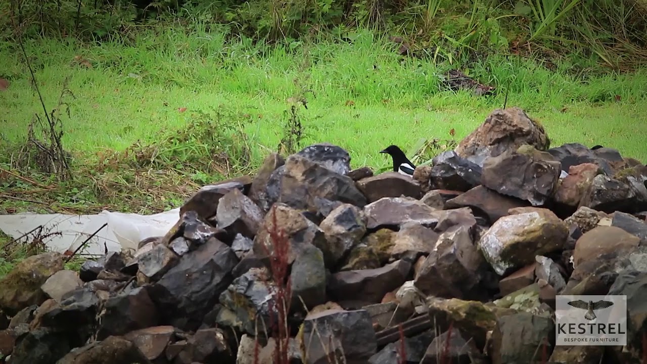 The Stoat and the Magpie - YouTube