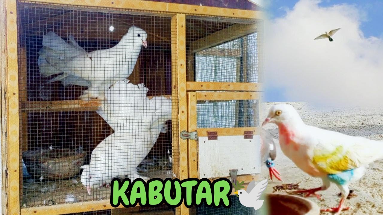 Kabootar Bazi 2023 | pigeon | kabutar 🕊️ - YouTube