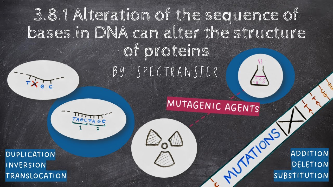 EASY REVISION AQA A-Level Biology 3.8.1 Alteration of the sequence of ...