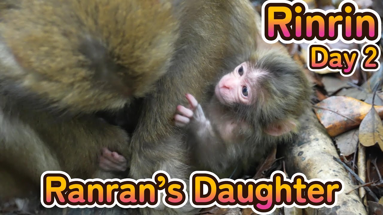 【赤ちゃん・ニホンザル・4K動画】Ranran’s Daughter Rinrin - YouTube