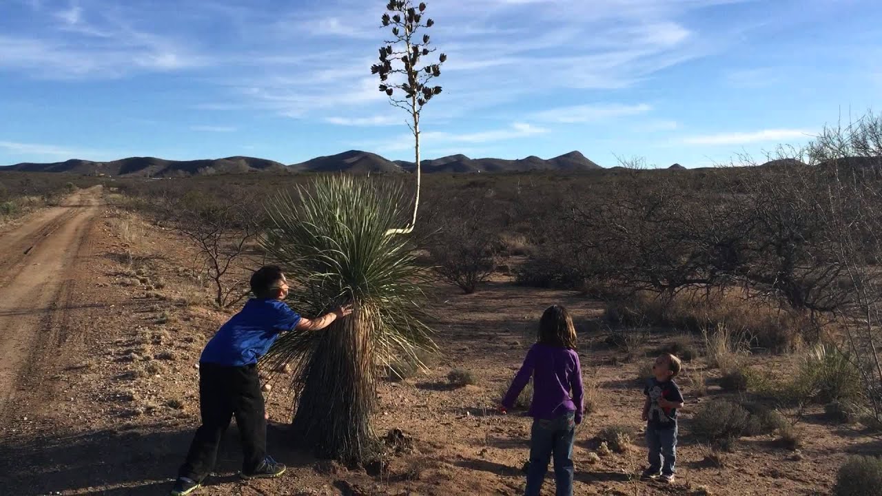 Gathering Yucca Seeds - YouTube