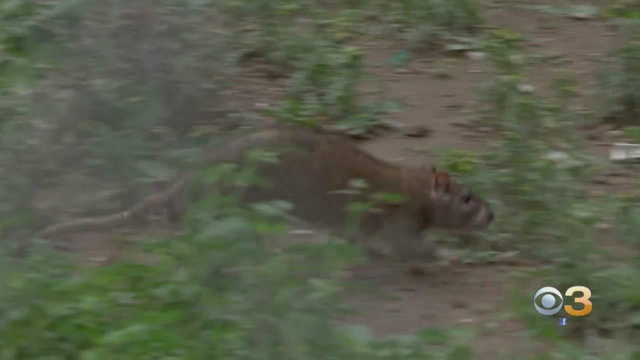 City Councilmember, Health Department Addressing Rat Infestation In ...