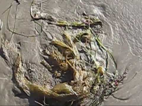 Popping Seaweed Floaters - YouTube