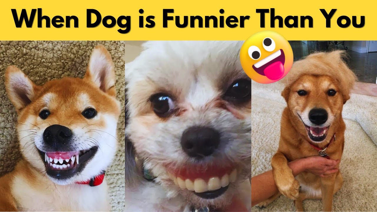 Laugh Out Loud with These Funny Dog Videos - Best of 2023"..Dog Comedy ...