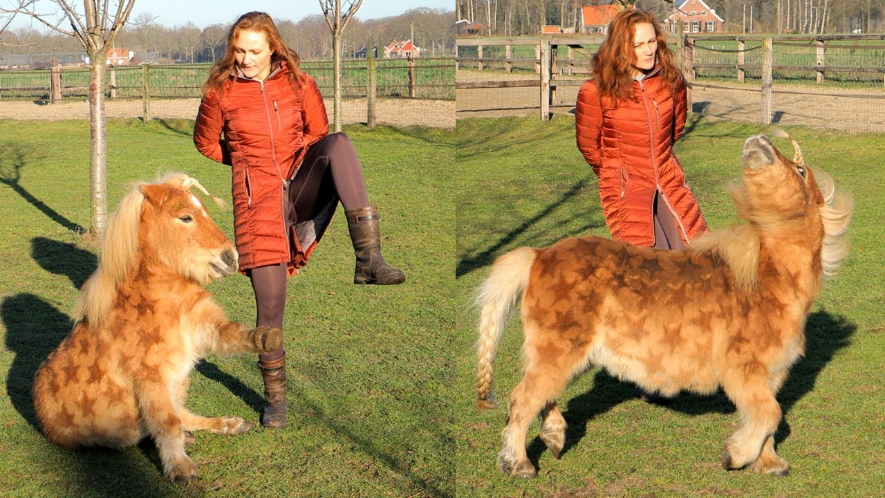TRAINING MY PONY WITHOUT HANDS [FLIP] - YouTube