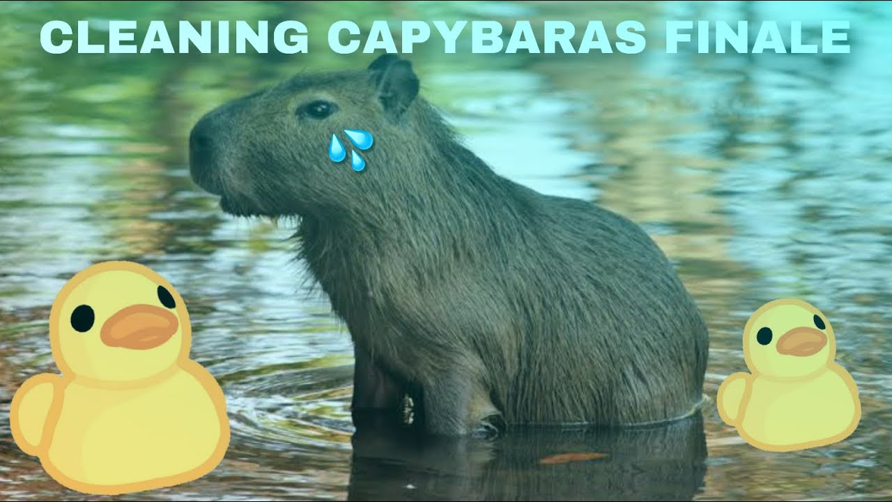 Cleaning 🤢 Capybara In Roblox Final 😇 - YouTube