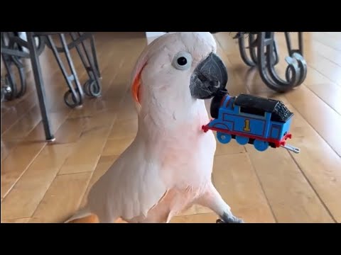 Hey! This crab is still moving! And an old train toy that somehow still ...