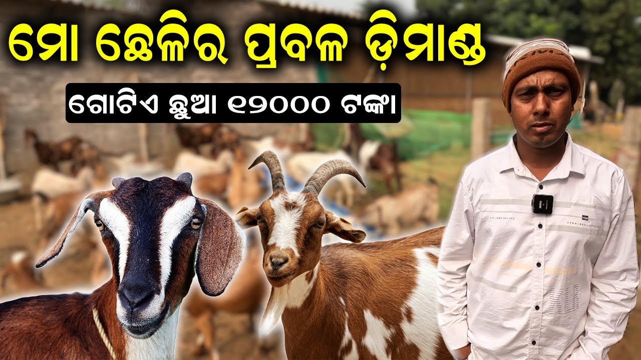 ମୋ ଛେଳିର ପ୍ରବଳ ଡିମାଣ୍ଡ || How to start a good goat farm in Orissa ...