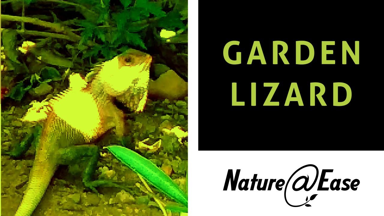 Garden Lizard Staring contest | 🦎 Lizards | Nature@Ease - YouTube