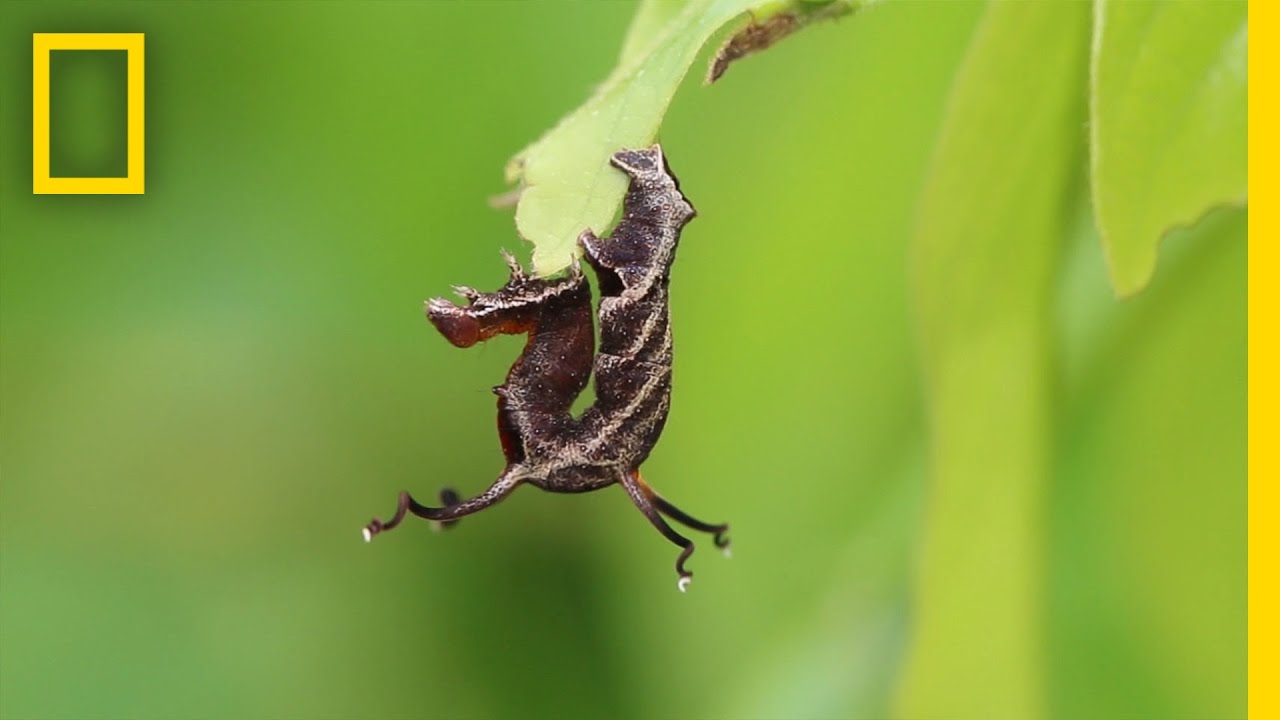 Watch How This Caterpillar Reacts to Loud Noises | National Geographic ...