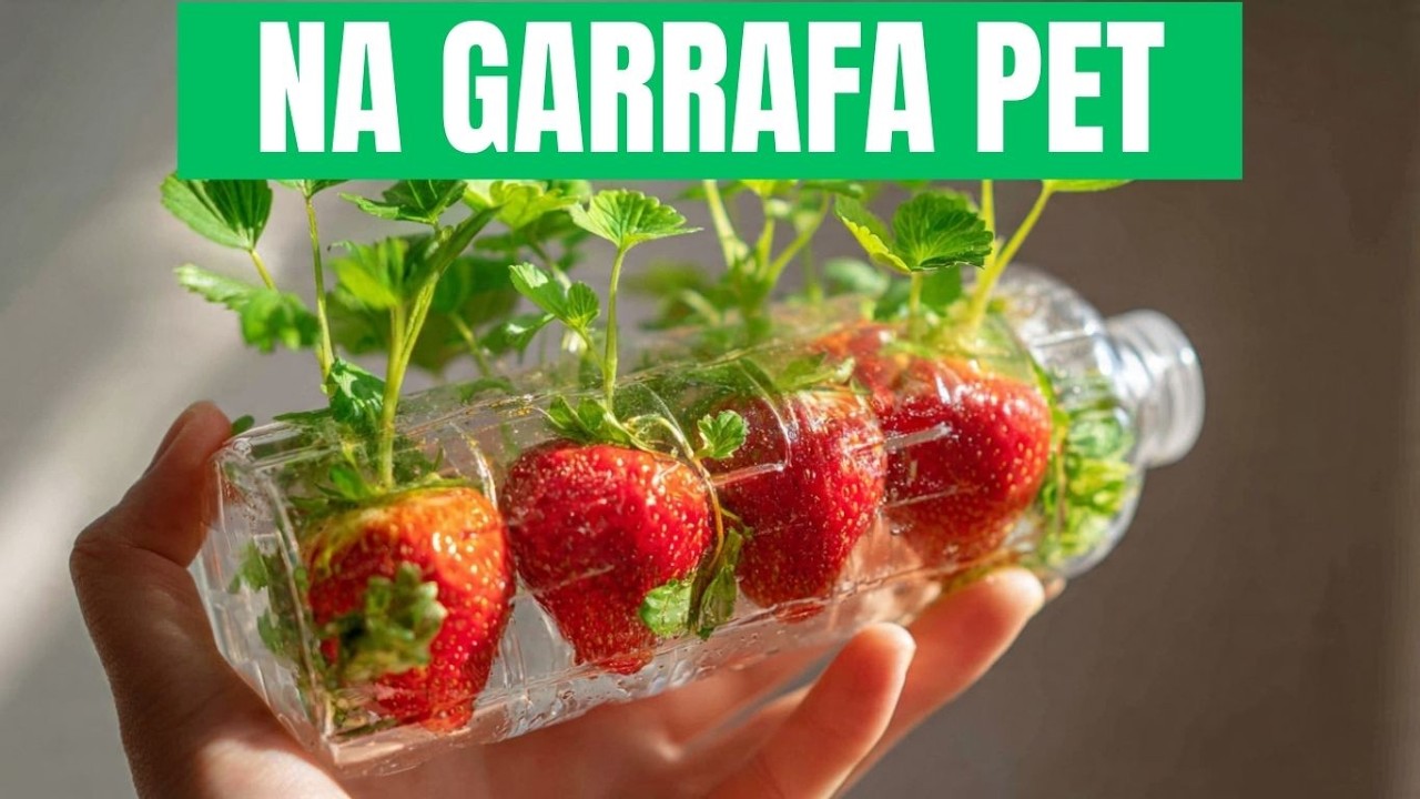 Como plantar MORANGO em GARRAFA PET - Plantar Morango em Garrafa PET ...