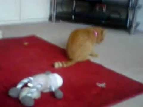 Tumbling Cat - YouTube