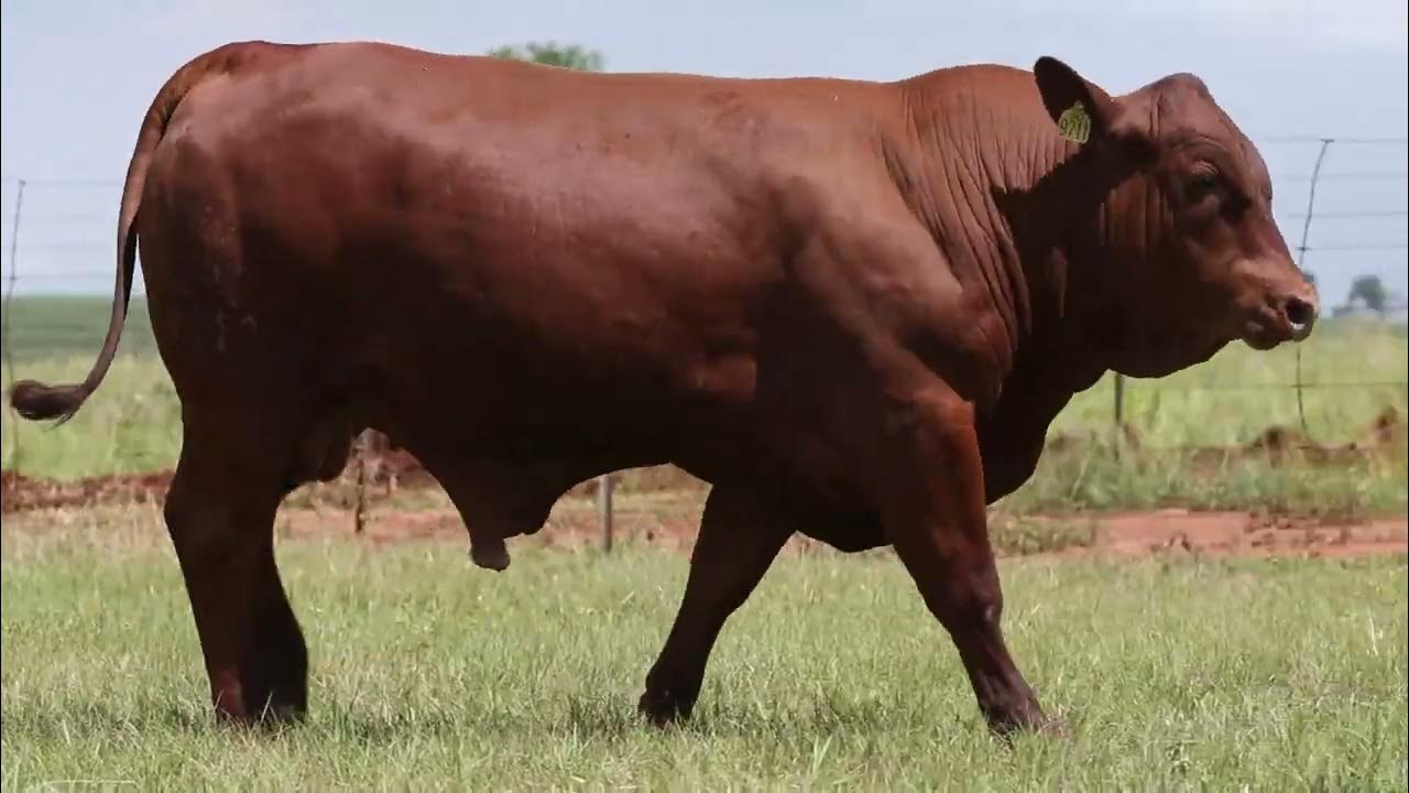 LOTE 79 JAJ 9711 - YouTube