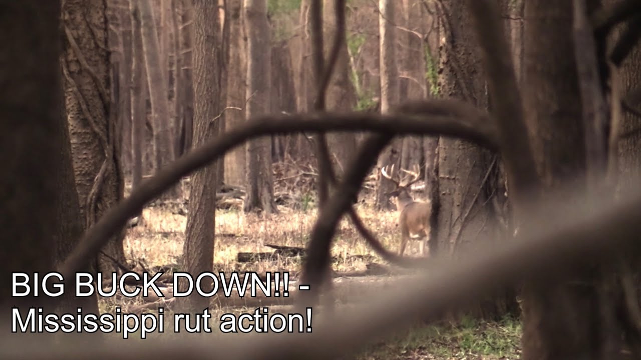 BIG BUCK ACTION! - Bowhunting the Mississippi Rut - YouTube