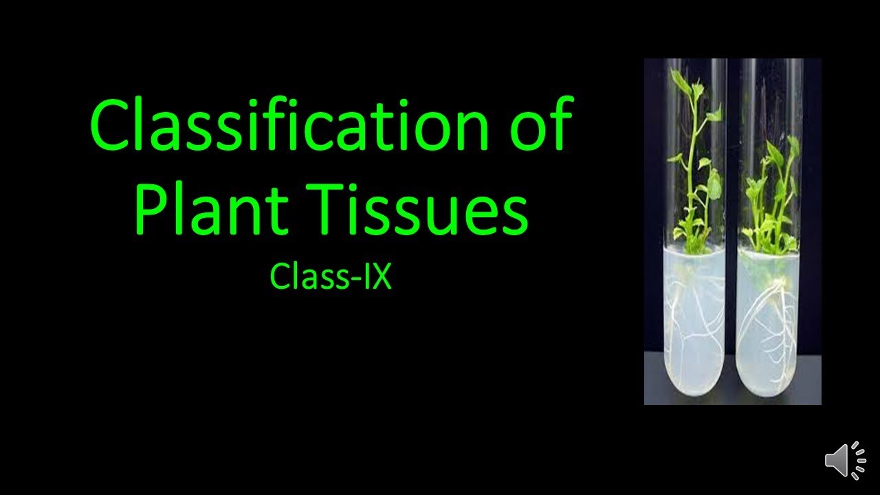 PLANT TISSUES| Classification flow chart| Plant tissue classification ...