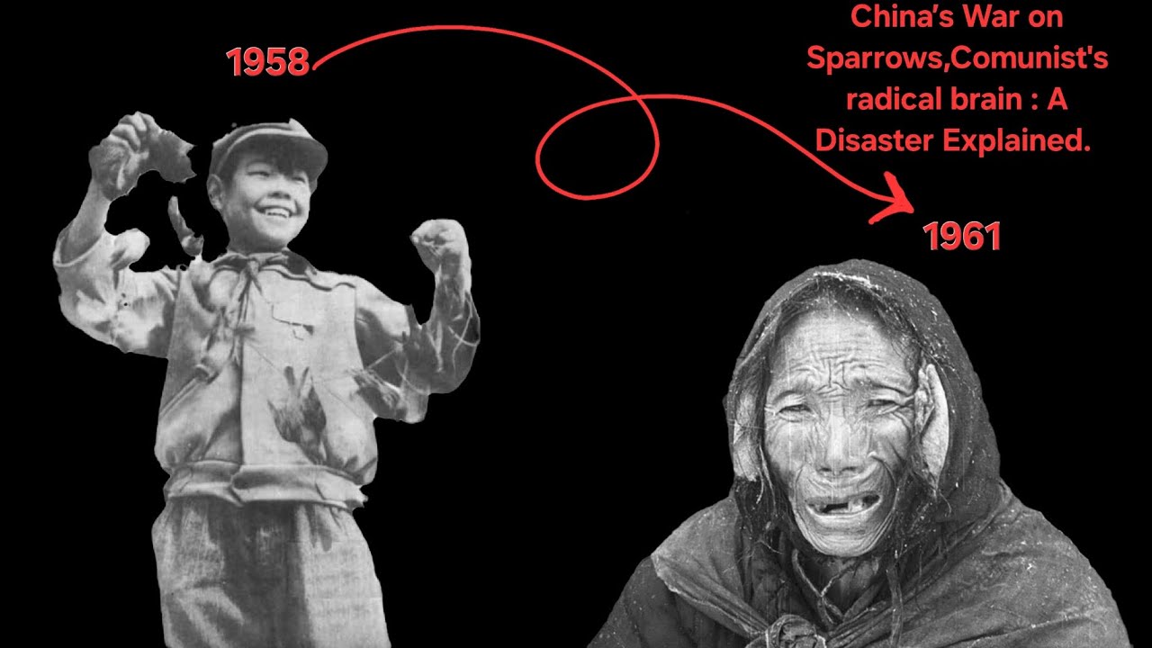 China’s War on Sparrows,Comunist's radical brain : A Disaster Explained ...