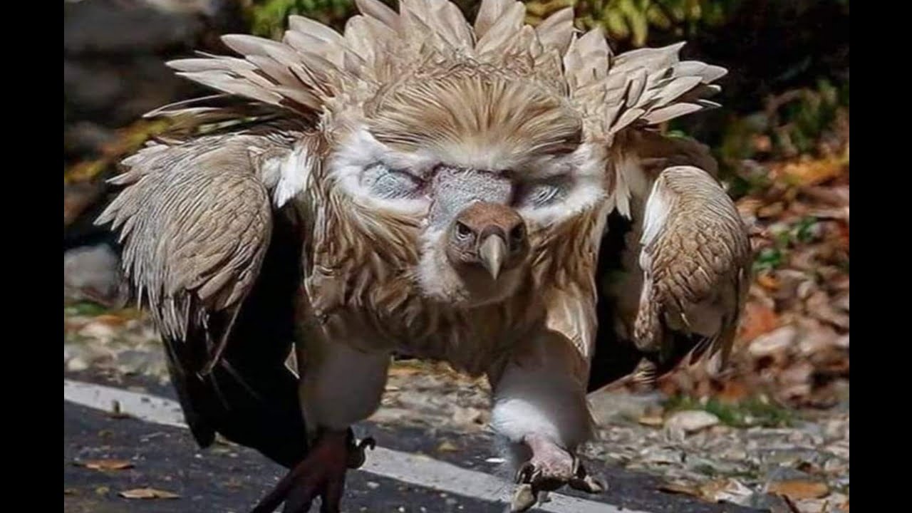 How Eagle attack Animals||Best Eagle attack on camera - YouTube