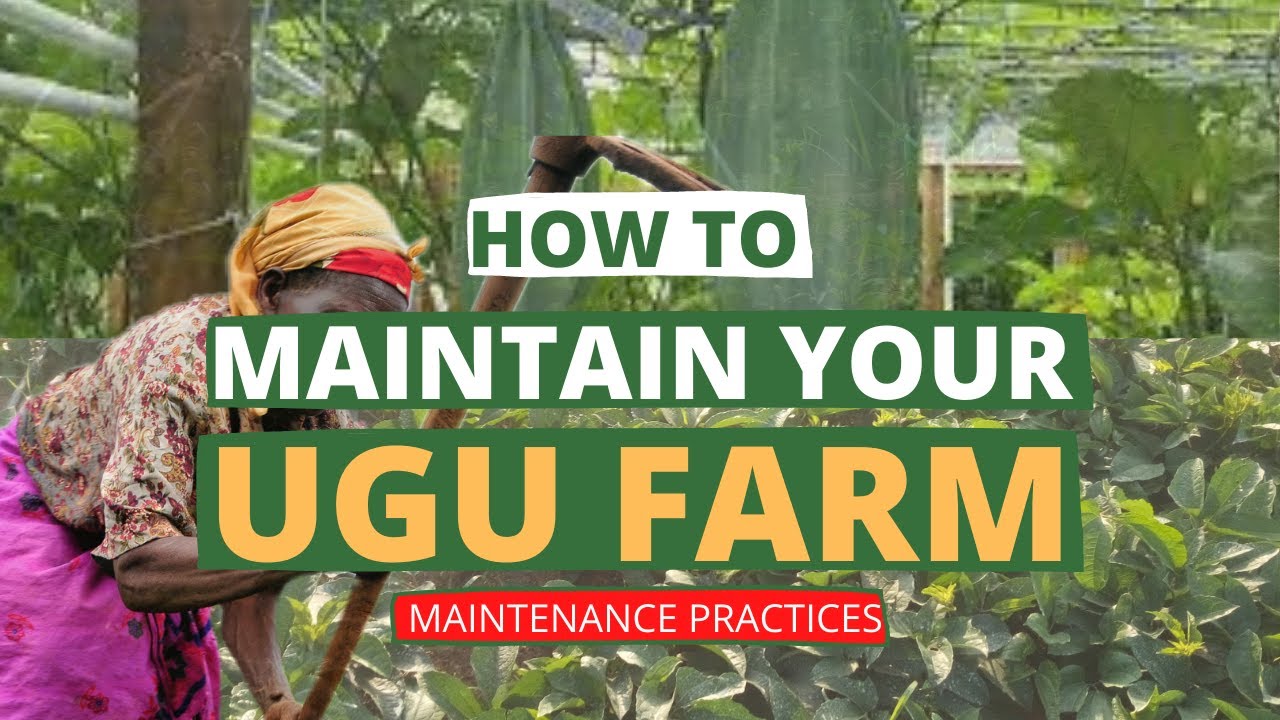 UGU FARM MANAGEMENT PRACTICES/ ugu field management/ ugwu farm ...