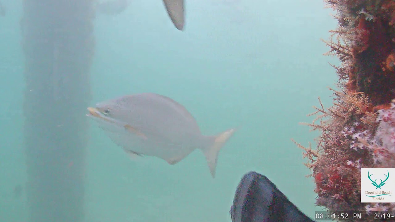 Snook School at Sunset - YouTube