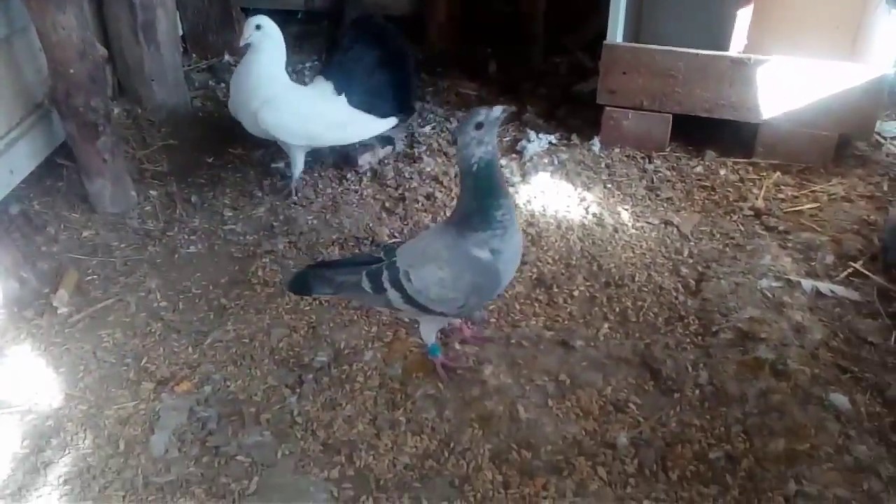 PALOMAS PRESENTACION DEL PALOMAR - YouTube