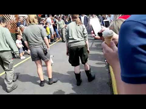 Pingu walk @ Edinburgh Zoo - YouTube