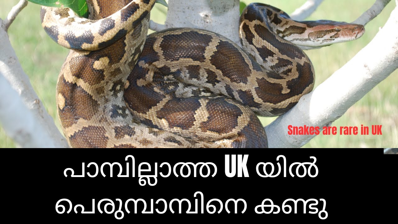 പാമ്പുകൾ ഇല്ലാത്ത UK യിൽ പെരുമ്പാമ്പിനെ കണ്ടു | Python rare snake in UK ...