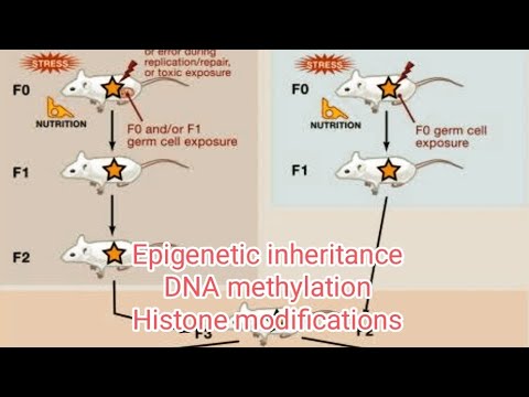 EPIGENETIC INHERITANCE || DNA methylation || Histone modifications ...