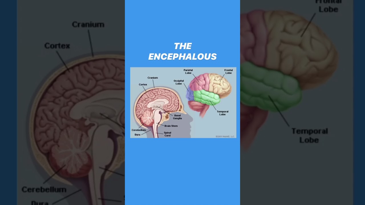 THE ENCEPHALOUS - YouTube