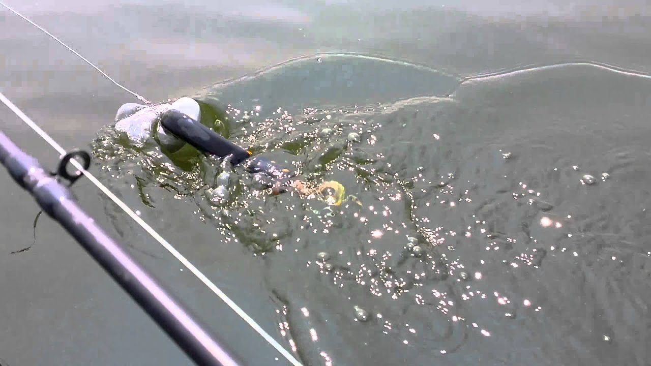 Tiger jitter-walker frm Fish Whistle Lures and Tackle - YouTube