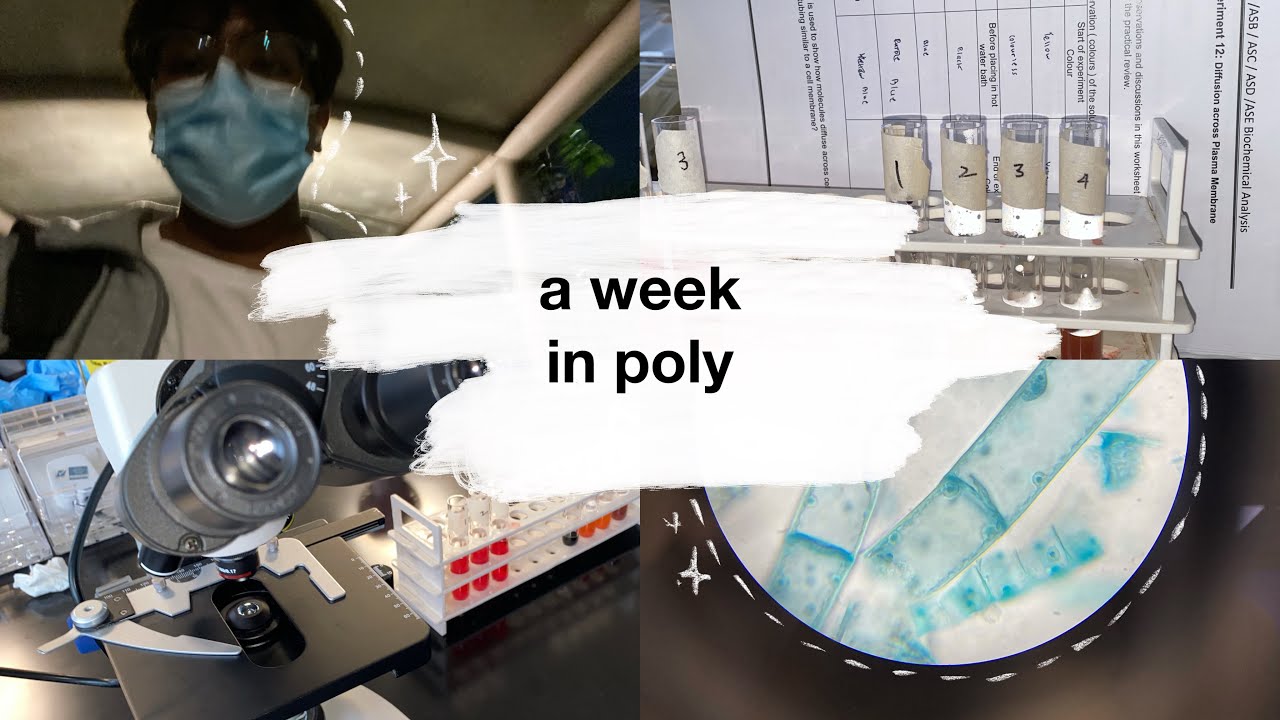 [vlog] a week in poly as a pharmaceutical science student | singapore ...