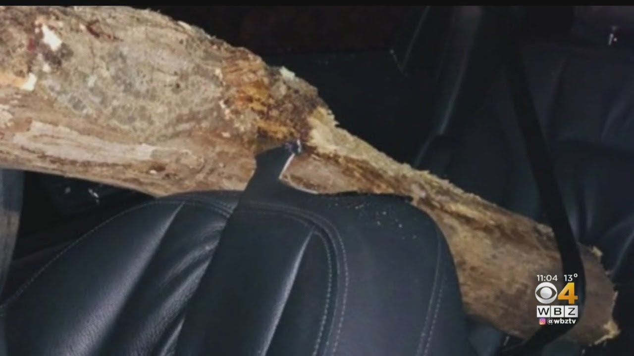 Boxford Teen Lucky To Be Alive After Tree Branch Crashes Through ...