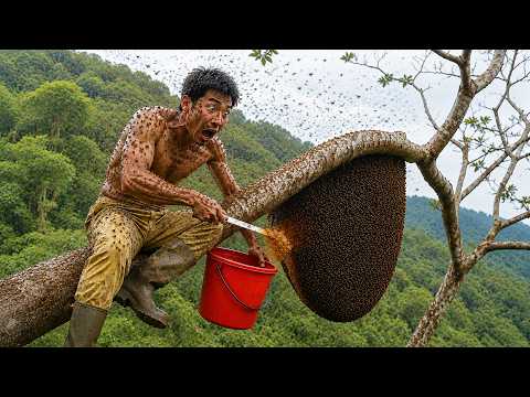 33 Minutes of Harvesting Giant Wild Honey on Ancient Tree